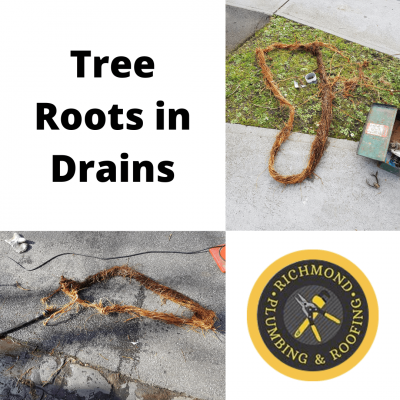 How We Remove Tree Roots from Drain Pipes - Richmond Plumbing & Roofing